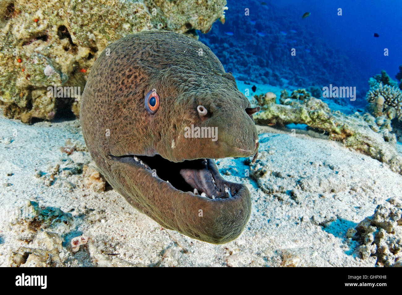 Gymnothorax javanicus, Giant moray eel, morayeel, Hurghada, Giftun ...