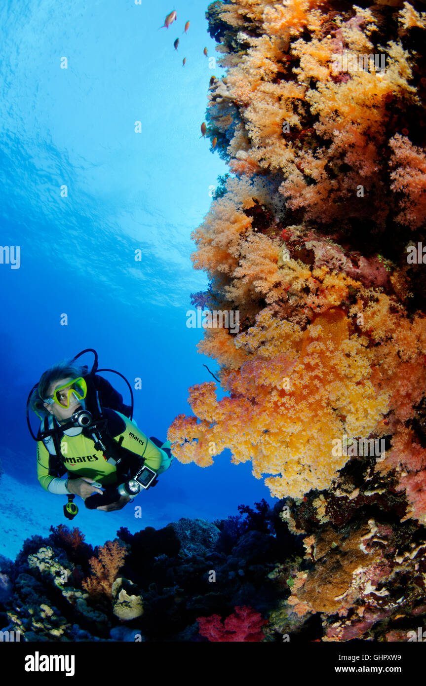 Scleronephthya sp coralreef soft coral hi-res stock photography and ...