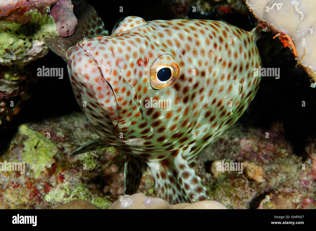 Epinephelus tauvina, Greasy or Arabian Grouper, St. Johns Reef, Red Sea ...