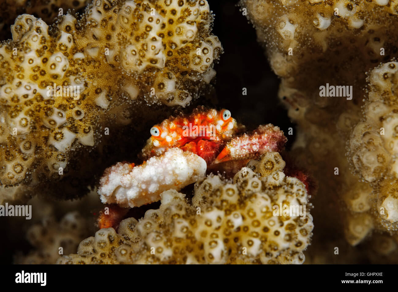 Cymo barunae, Reef or Coral Crab in stone Coral, St. Johns Reef, Red ...