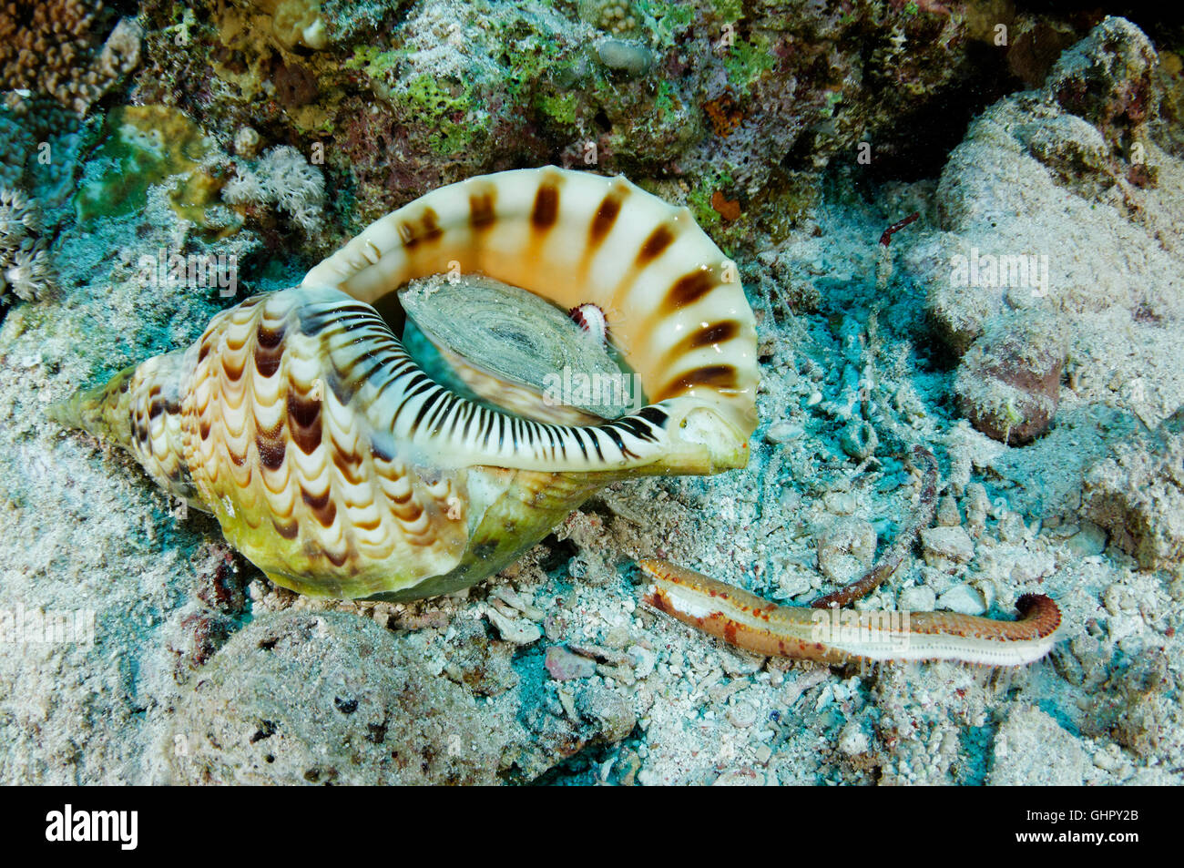 John triton hi-res stock photography and images - Alamy