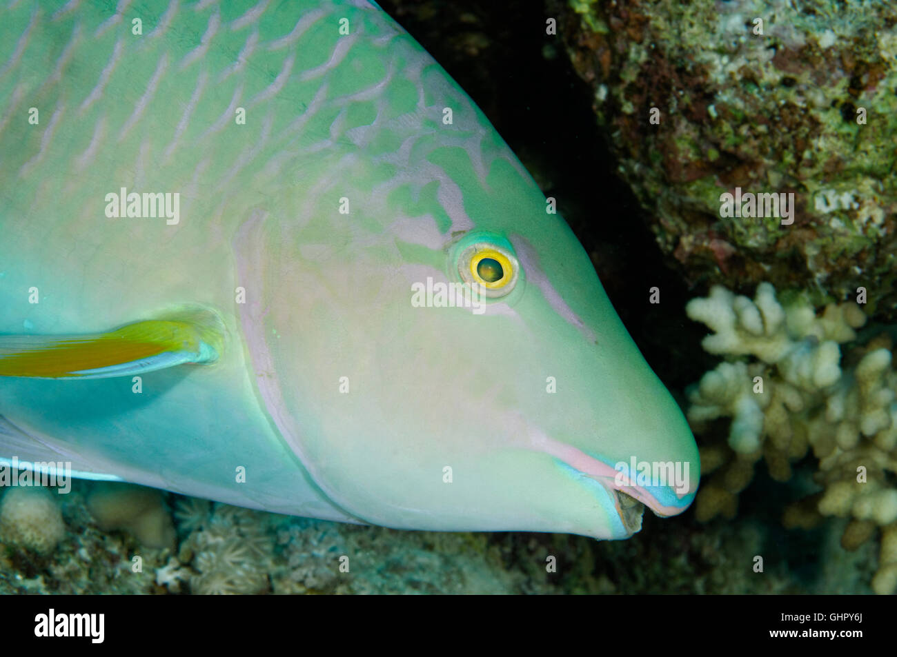 Hipposcarus harid, Indian Ocean longnose or Candelamoa Parrotfish ...