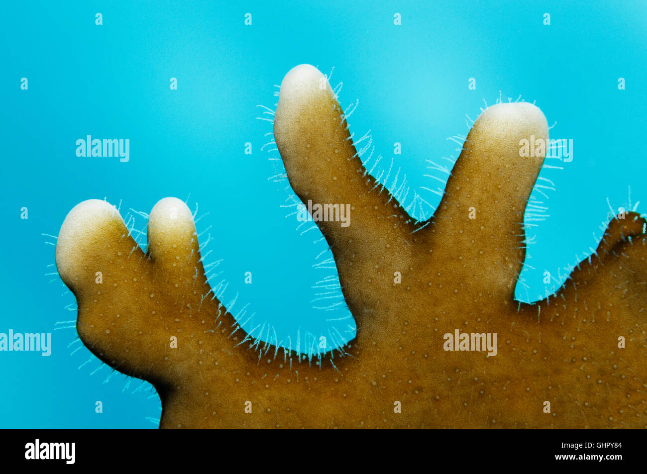 Millepora dichotoma, Detail from net fire coral, Paradise Reef, Red Sea ...