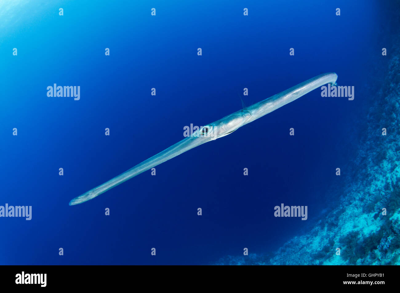 Flutemouth fistularia petimba hi-res stock photography and images - Alamy