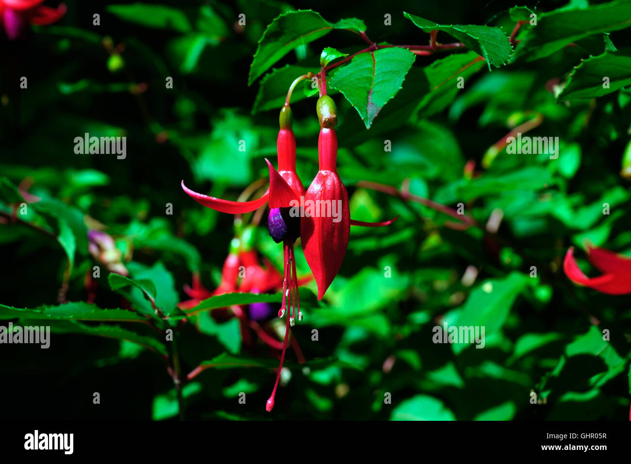 Fuchsia berry plant hi-res stock photography and images - Alamy
