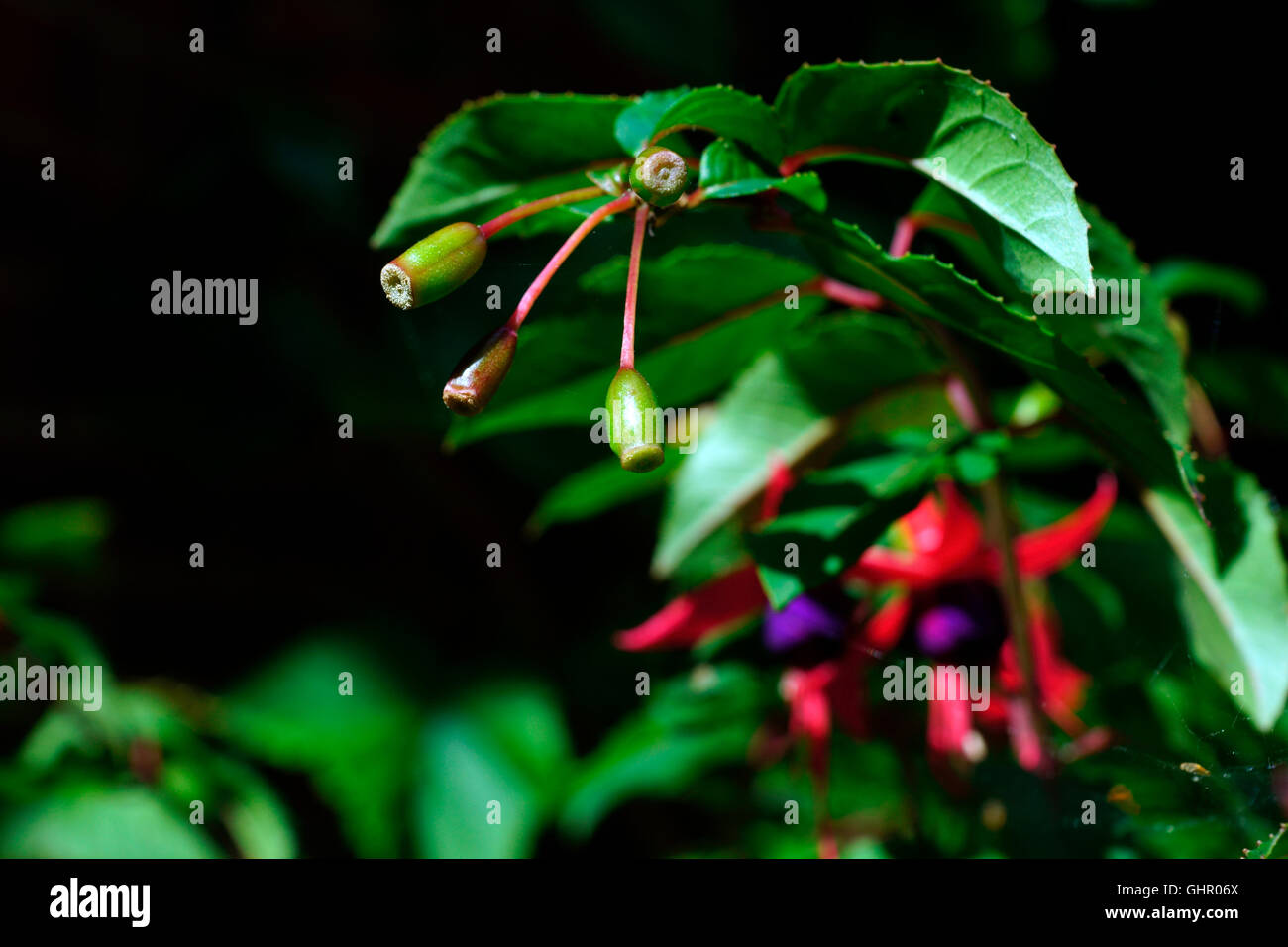 Fuchsia berry plant hi-res stock photography and images - Alamy