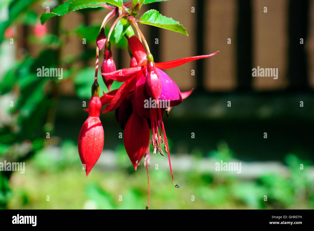 FUCHSIA'S IN THE SUN Stock Photo - Alamy