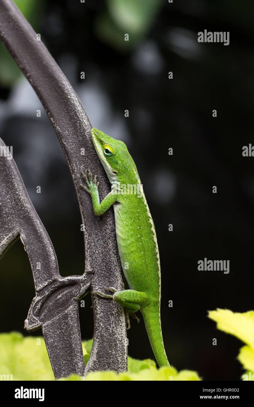 Green anole toes hi-res stock photography and images - Alamy