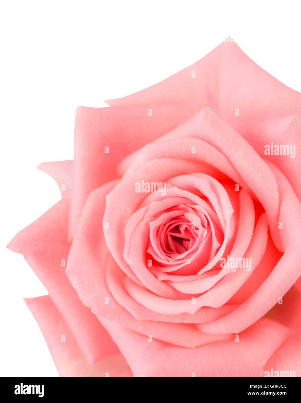 Pink rose symbolism hi-res stock photography and images - Alamy