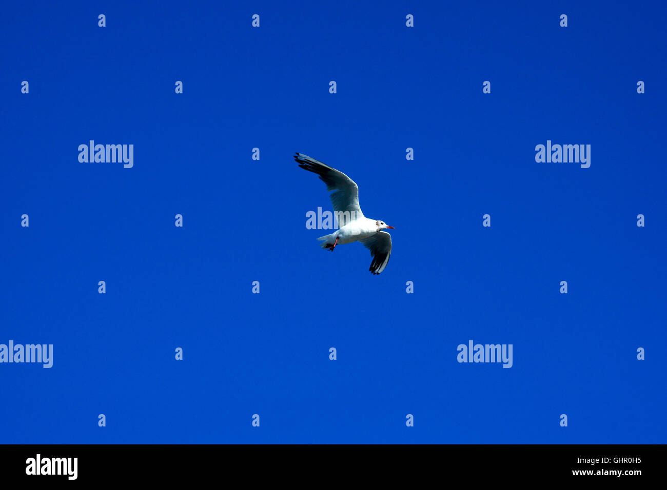 SEAGULL FLYING OVER HEAD DEEP BLUE SKY Stock Photo - Alamy