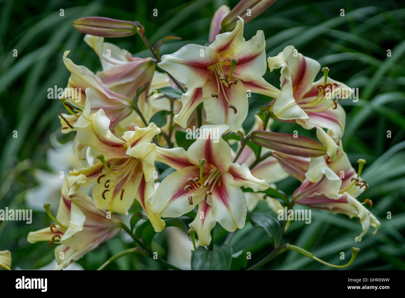 Lily flowers close up Lilium Lavon Stock Photo - Alamy