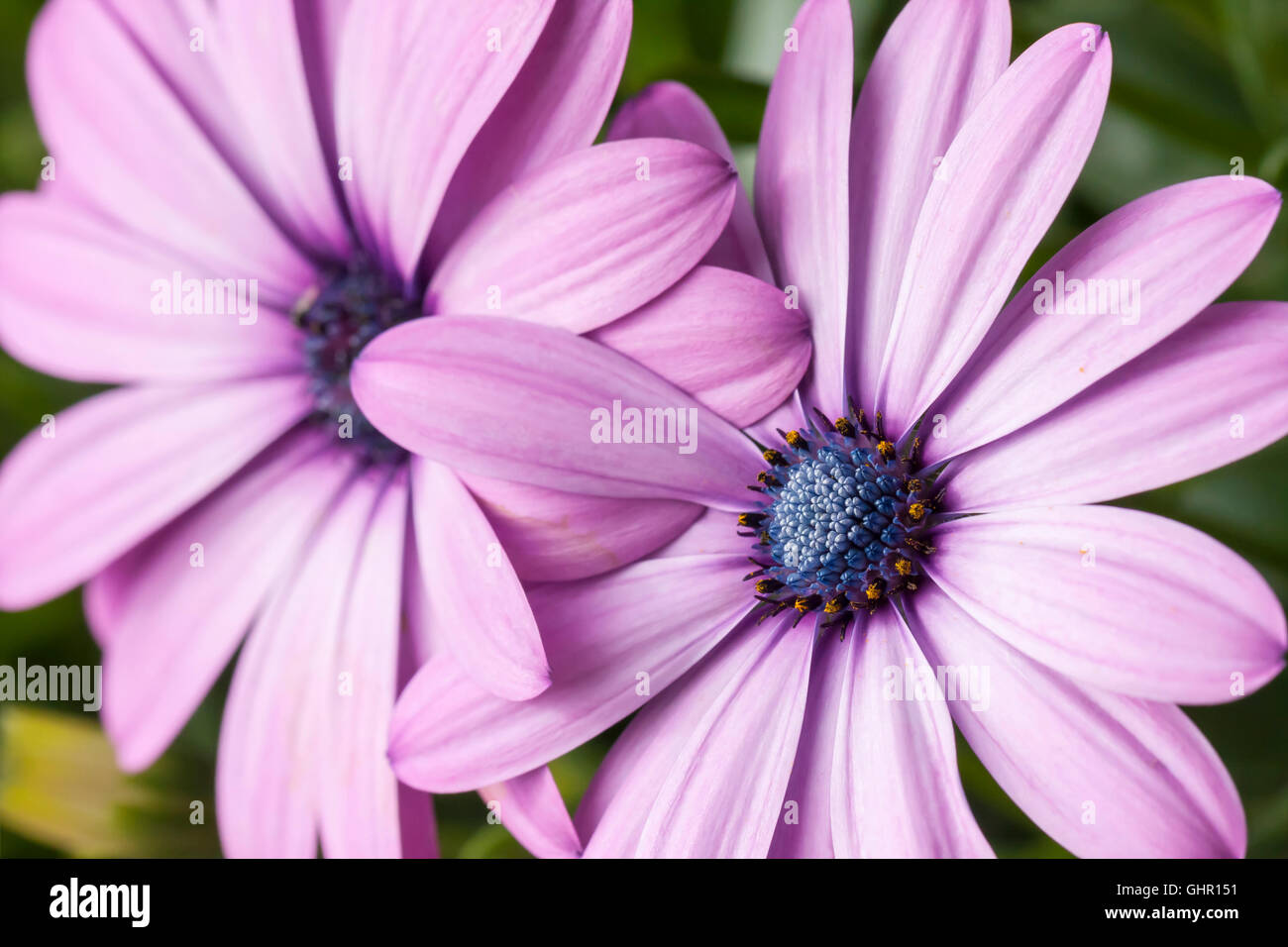 Closeup of a violet or purple gerbera daisy flower blossom Stock Photo ...