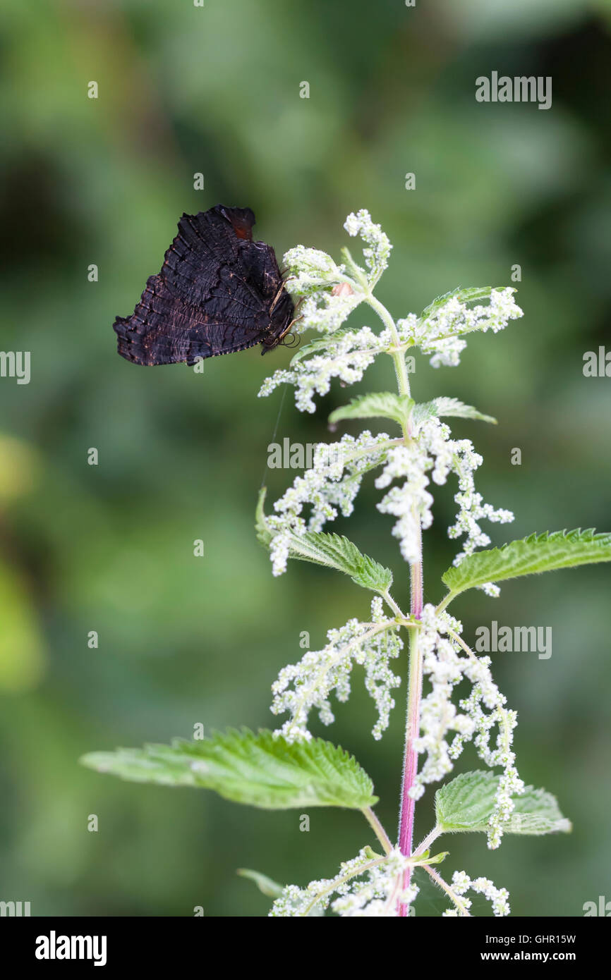 Nettle plant hi-res stock photography and images - Alamy