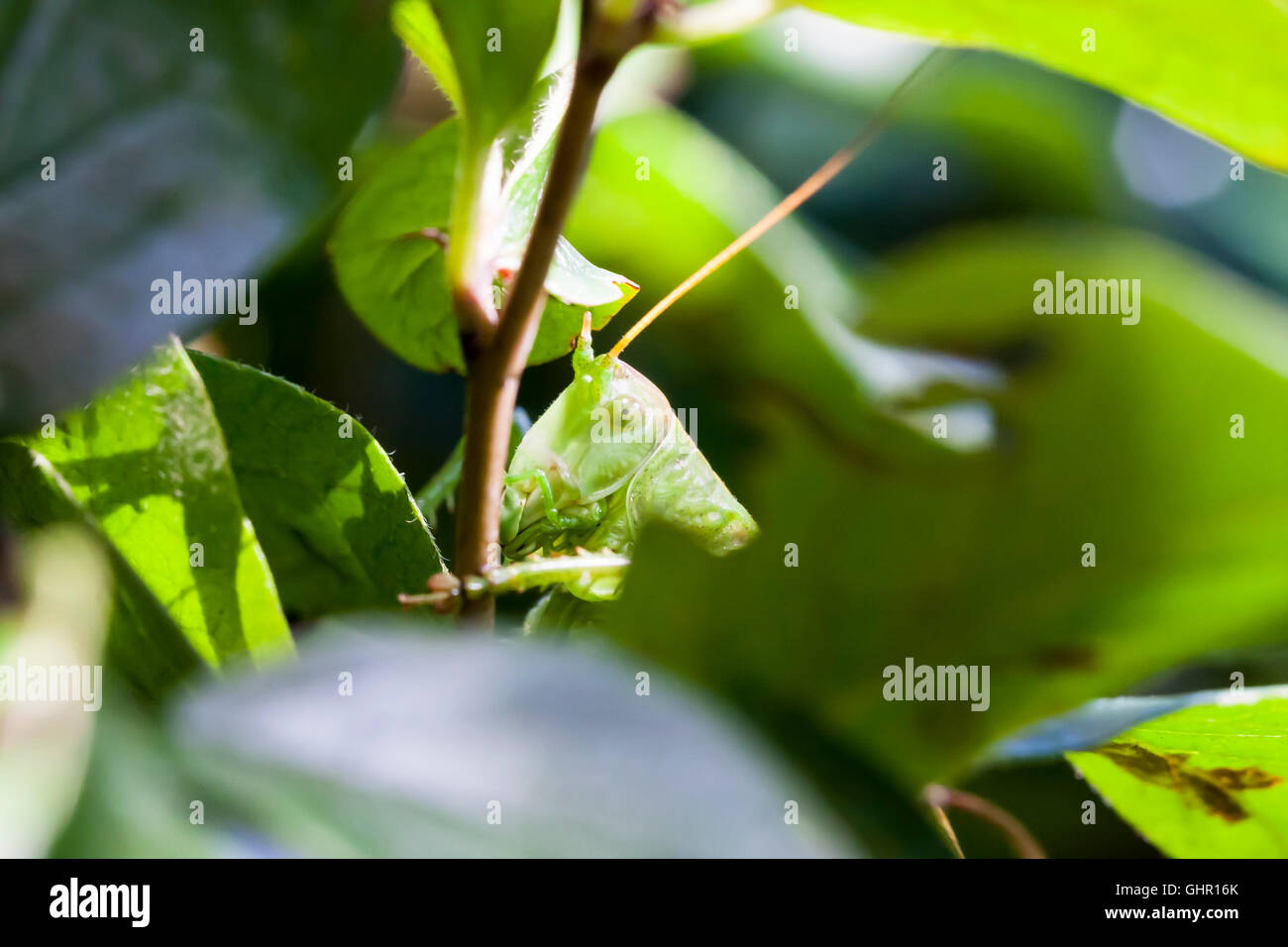 Large green grasshopper on a tree branch behind leaves Stock Photo - Alamy