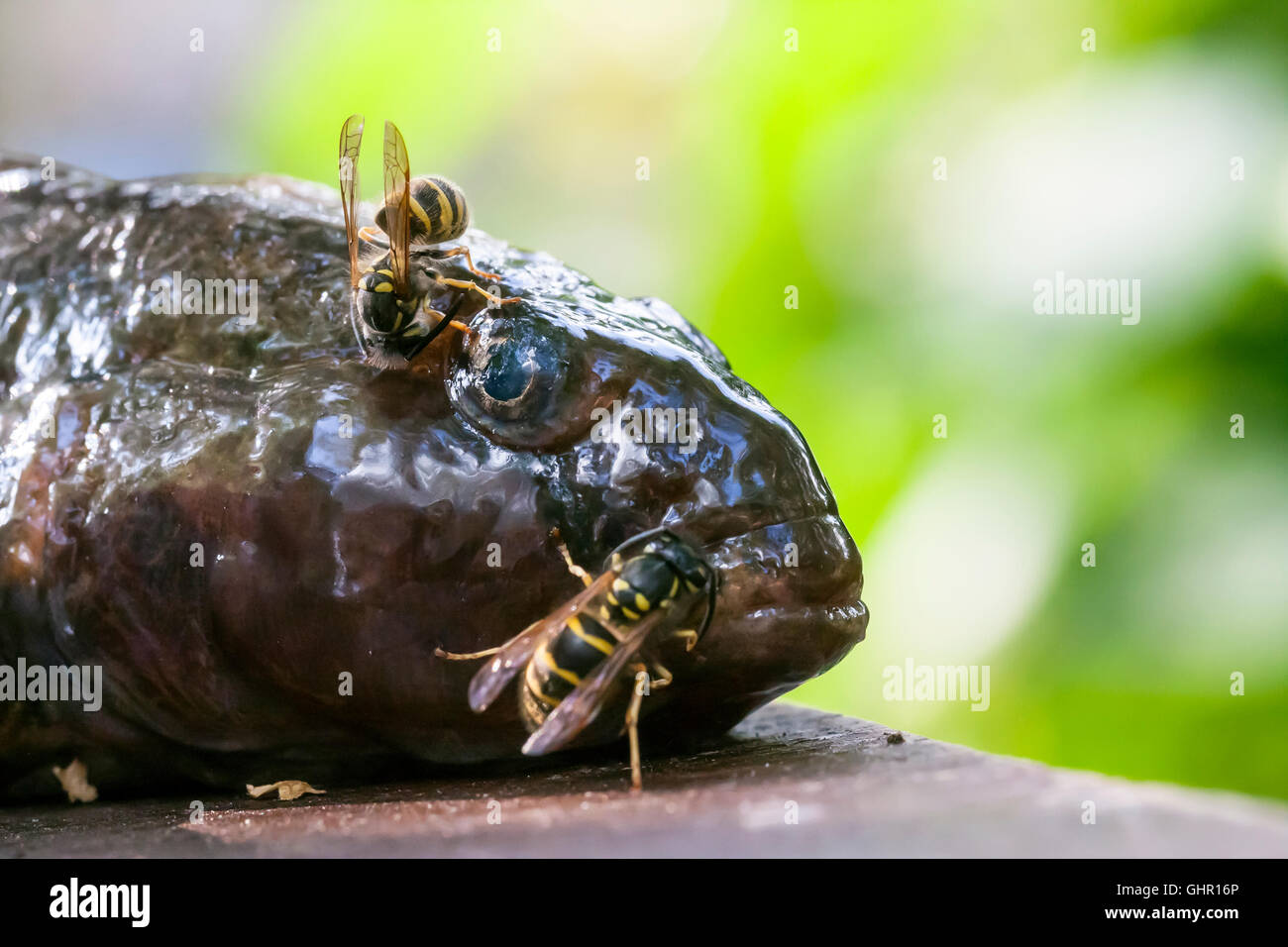 Closeup of a hornet tasting a fresh fish Stock Photo - Alamy