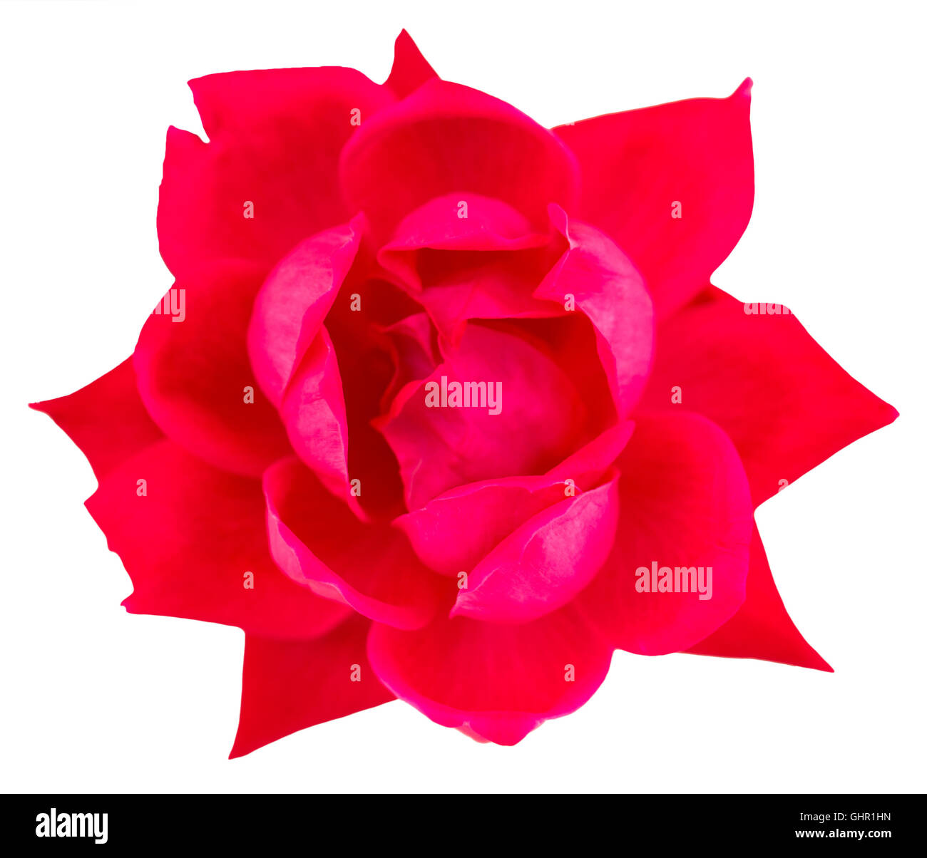 Petals fuchsia Cut Out Stock Images & Pictures - Alamy
