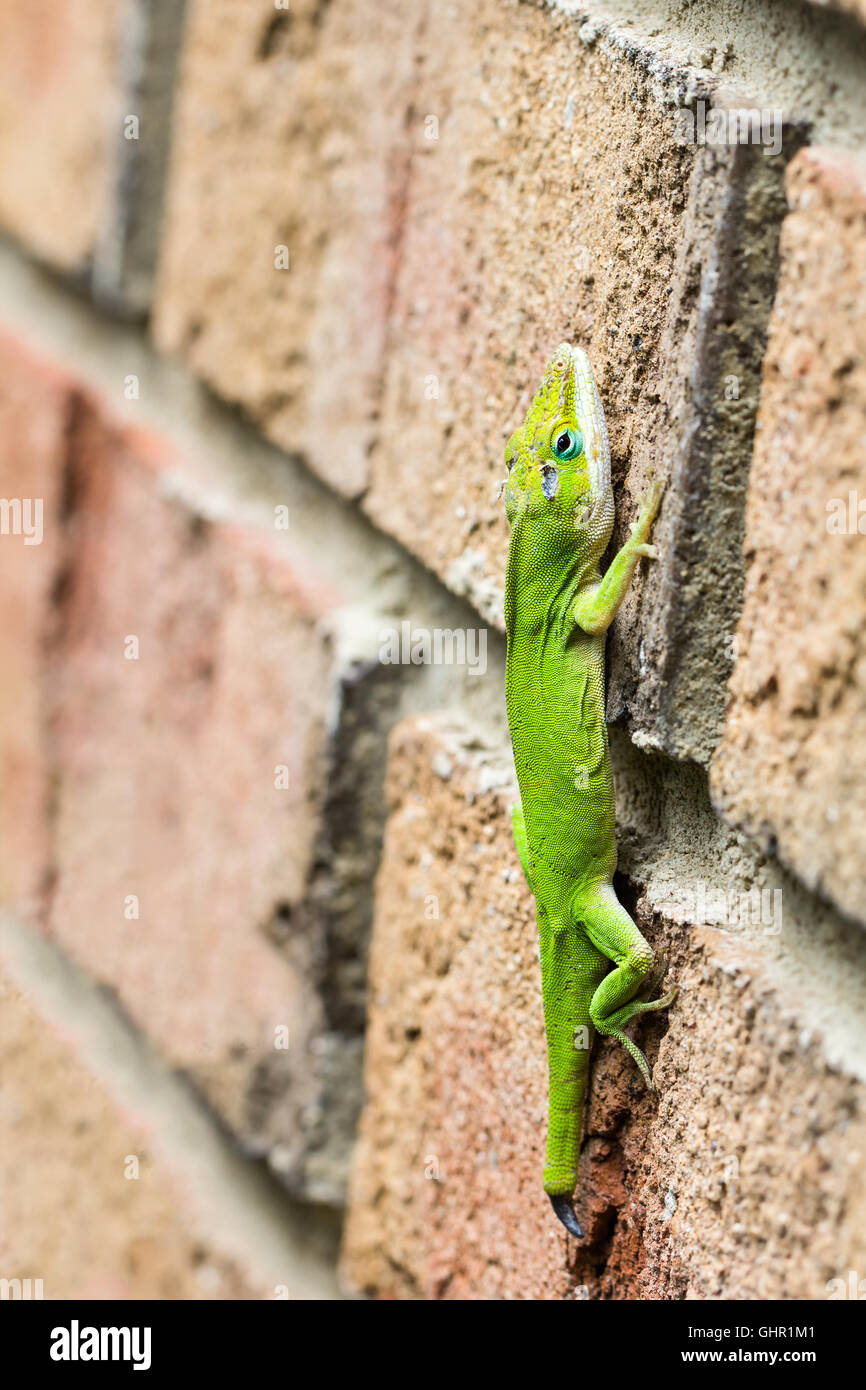 Green male anole, with battle scars from defending his territory ...