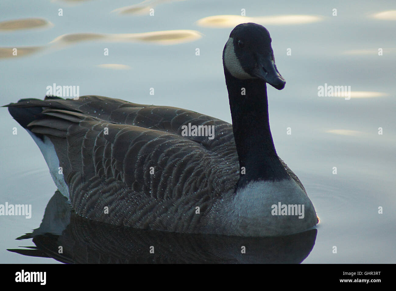 Goose on the water Stock Photo - Alamy