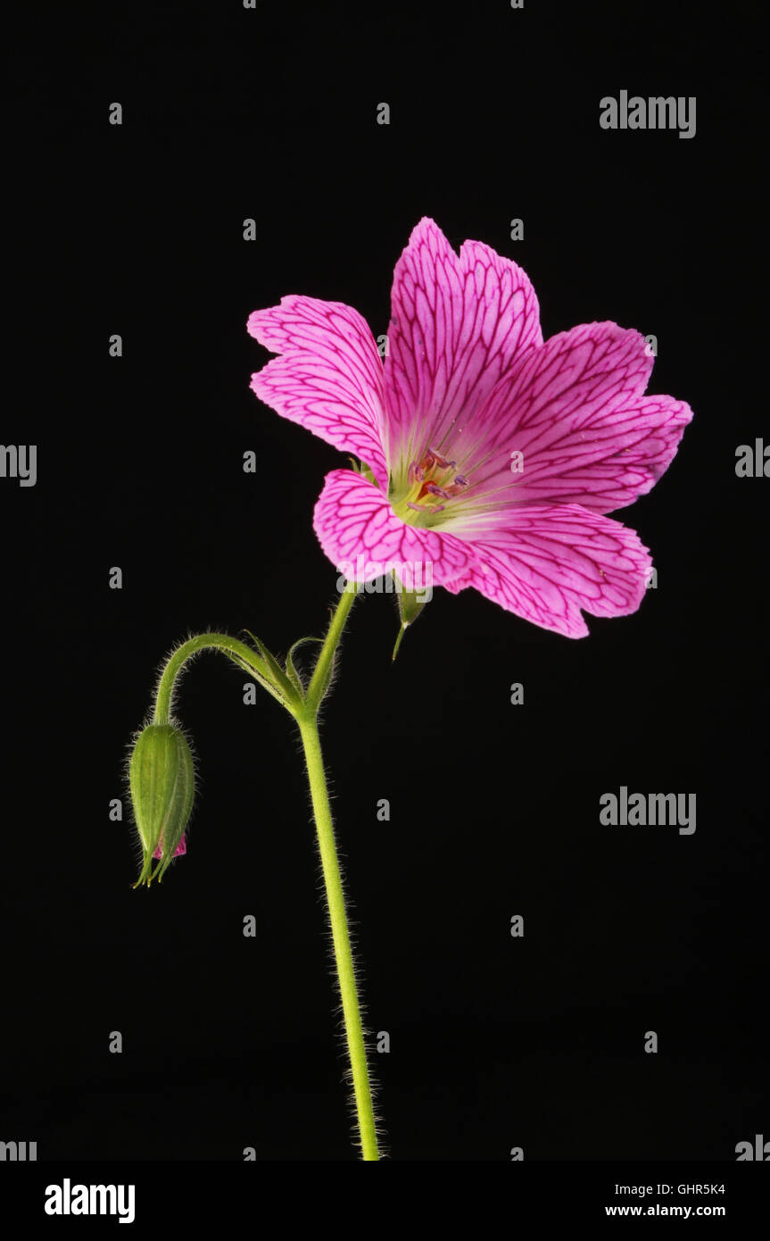Black geranium hi-res stock photography and images - Alamy