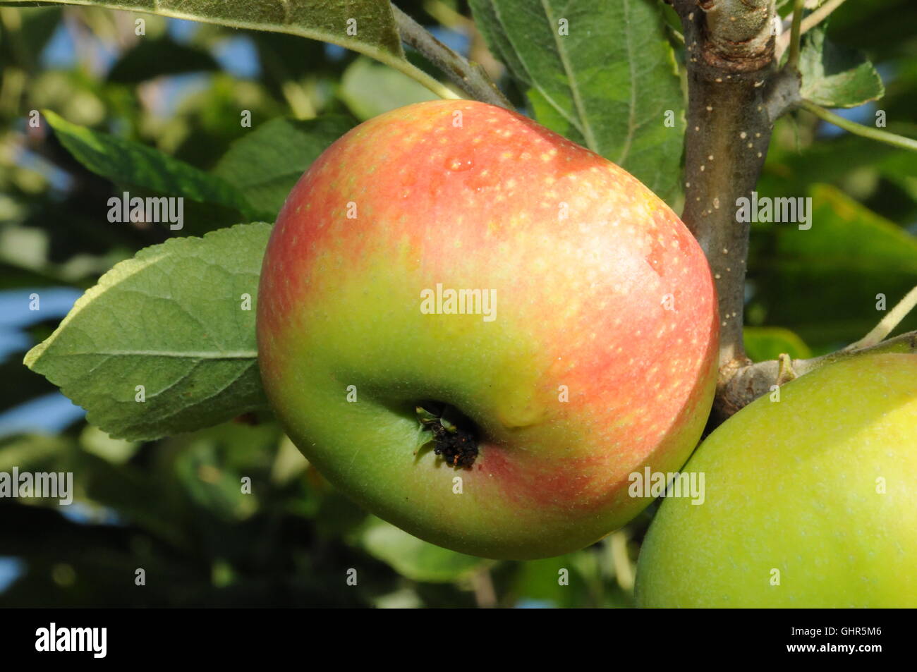 English apples ready to eat hi-res stock photography and images - Alamy