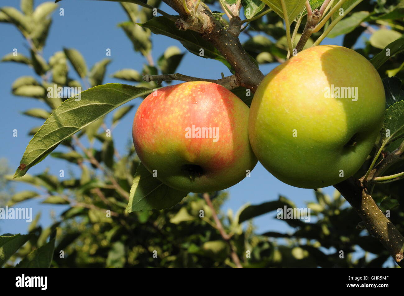 English apples ready to eat hi-res stock photography and images - Alamy