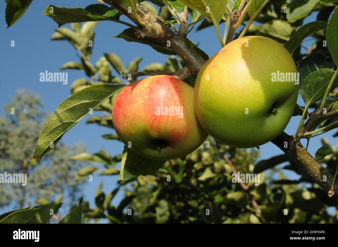 Red apple on tree adam and eve hi-res stock photography and images - Alamy