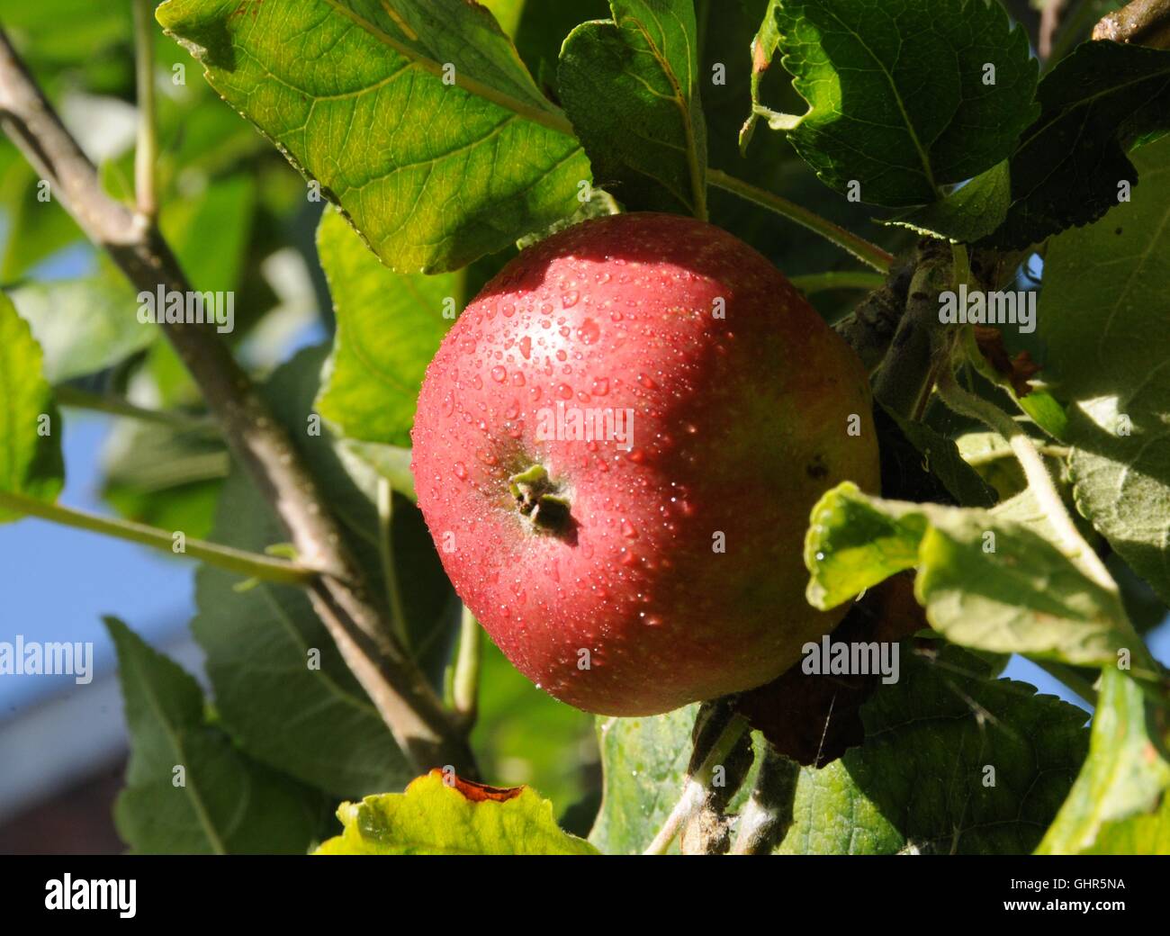 English, organic red, apple on tree Stock Photo - Alamy