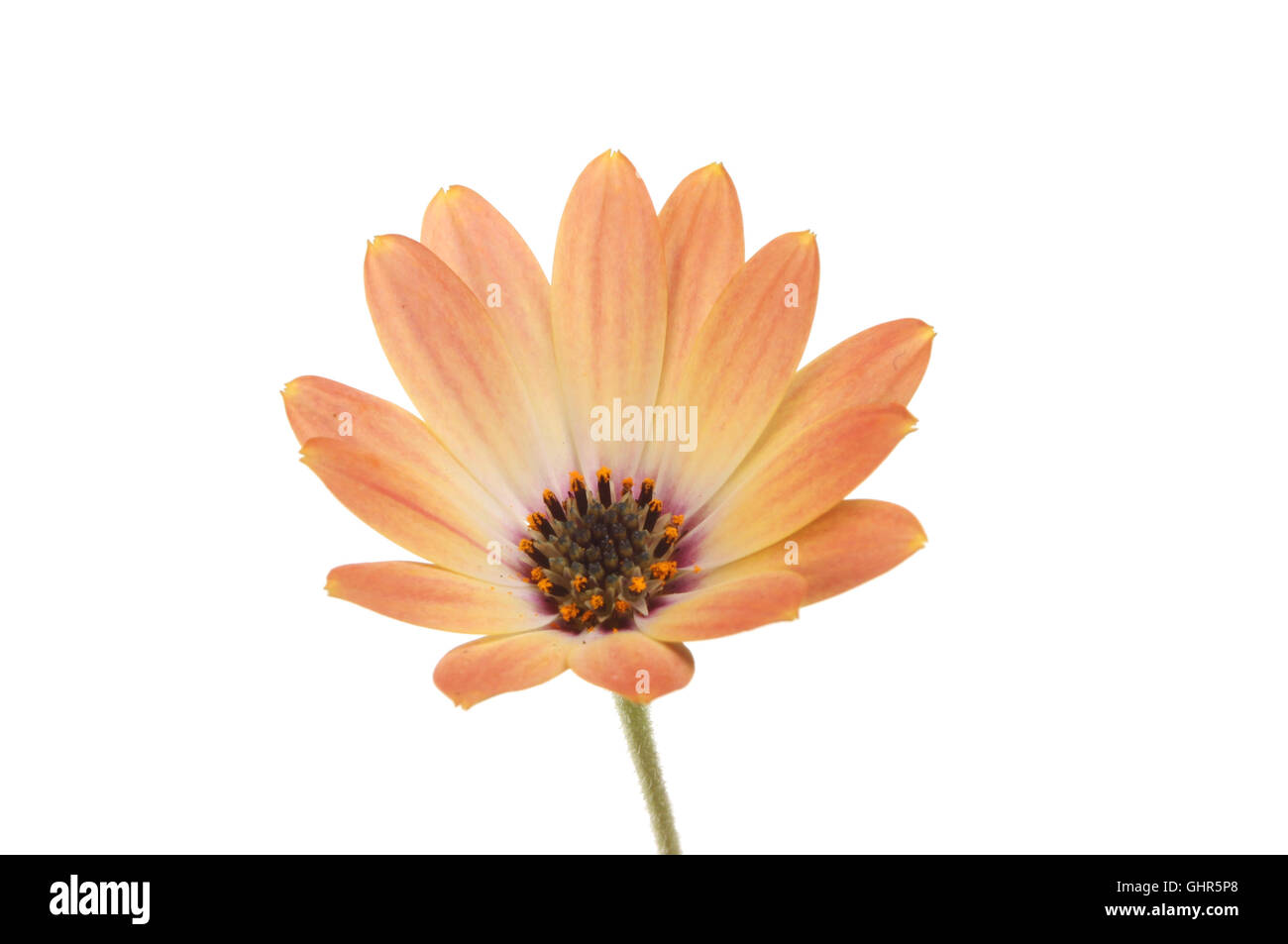 Burnt orange hi-res stock photography and images - Alamy