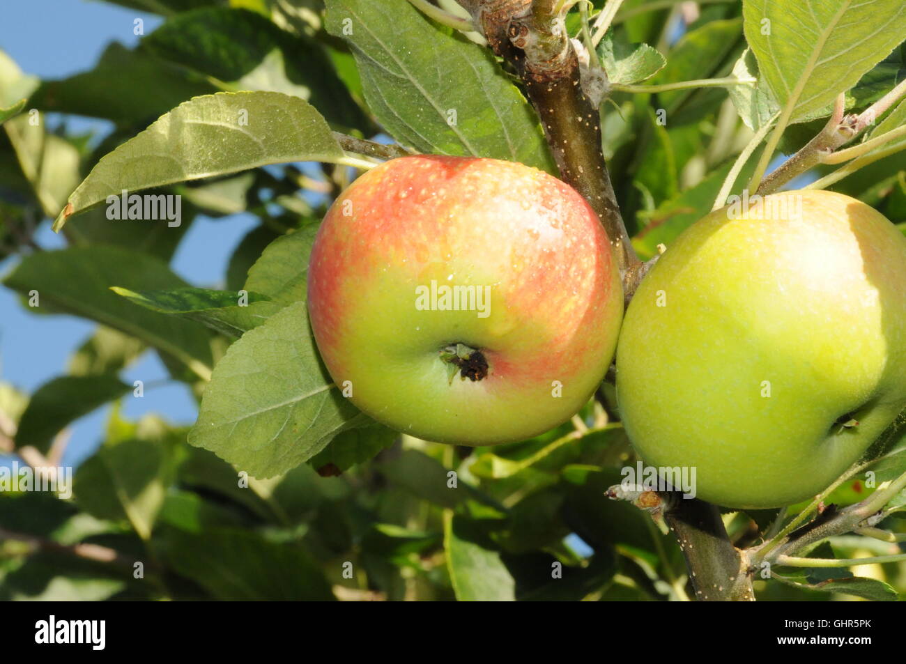 English apples ready to eat hi-res stock photography and images - Alamy