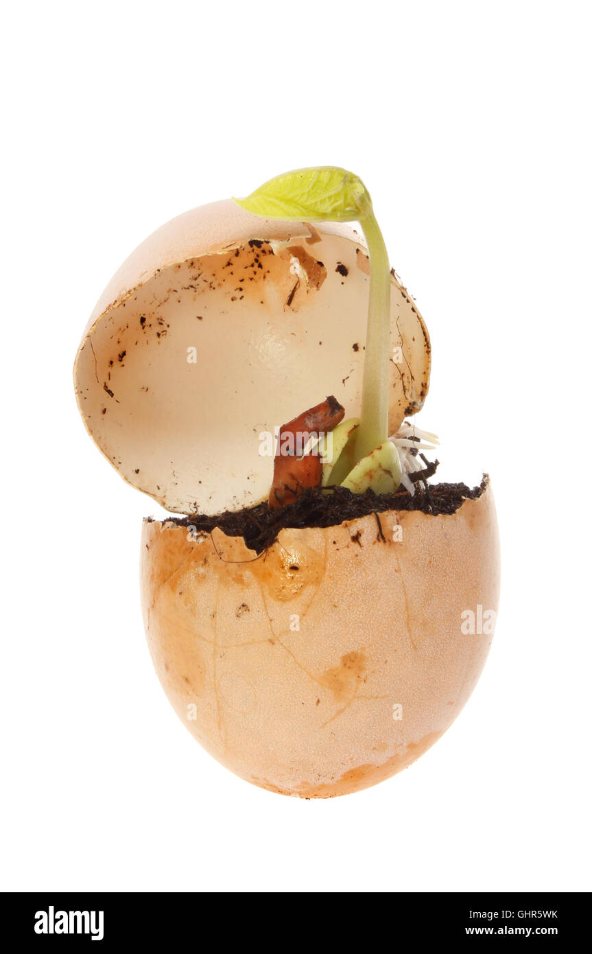 Plant seedling growing out of an egg isolated against white Stock Photo ...