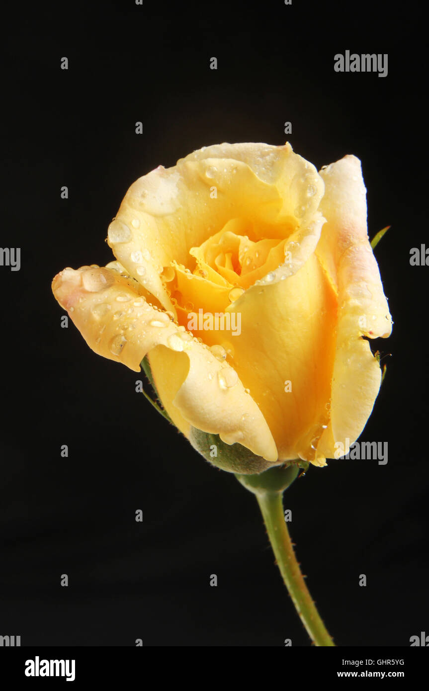 Yellow Rosebud with raindrops isolated against black Stock Photo - Alamy