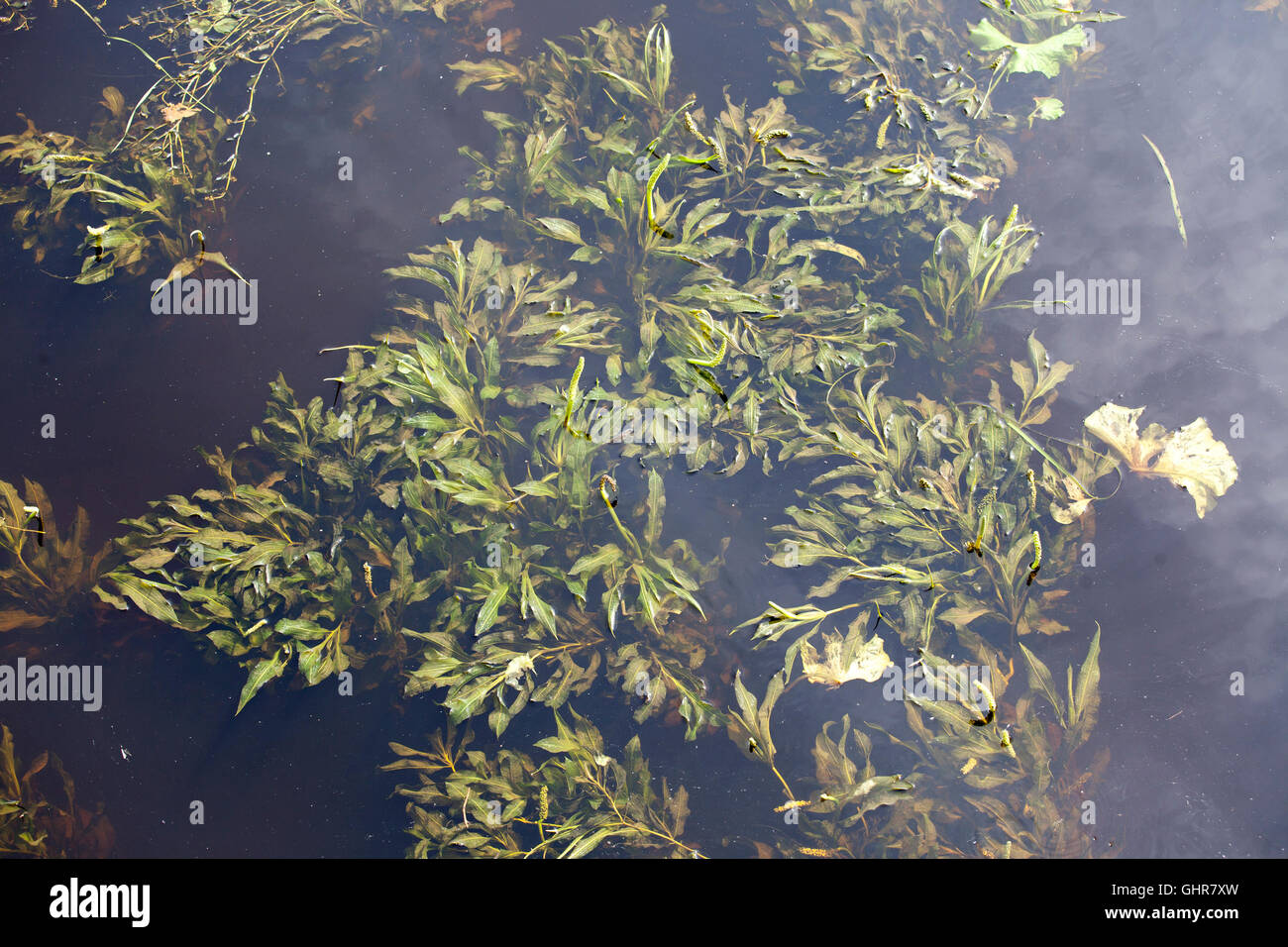 green algae patterns on the water Stock Photo - Alamy