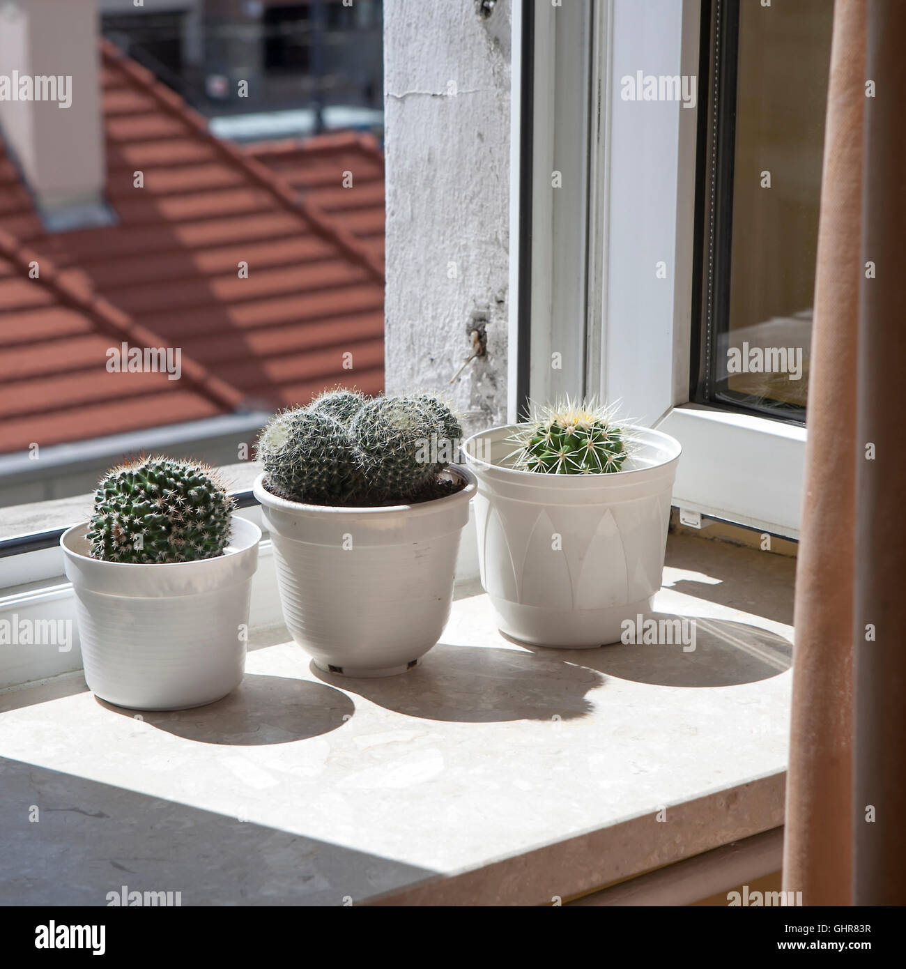 Cactus at the window, building and city in background Stock Photo - Alamy