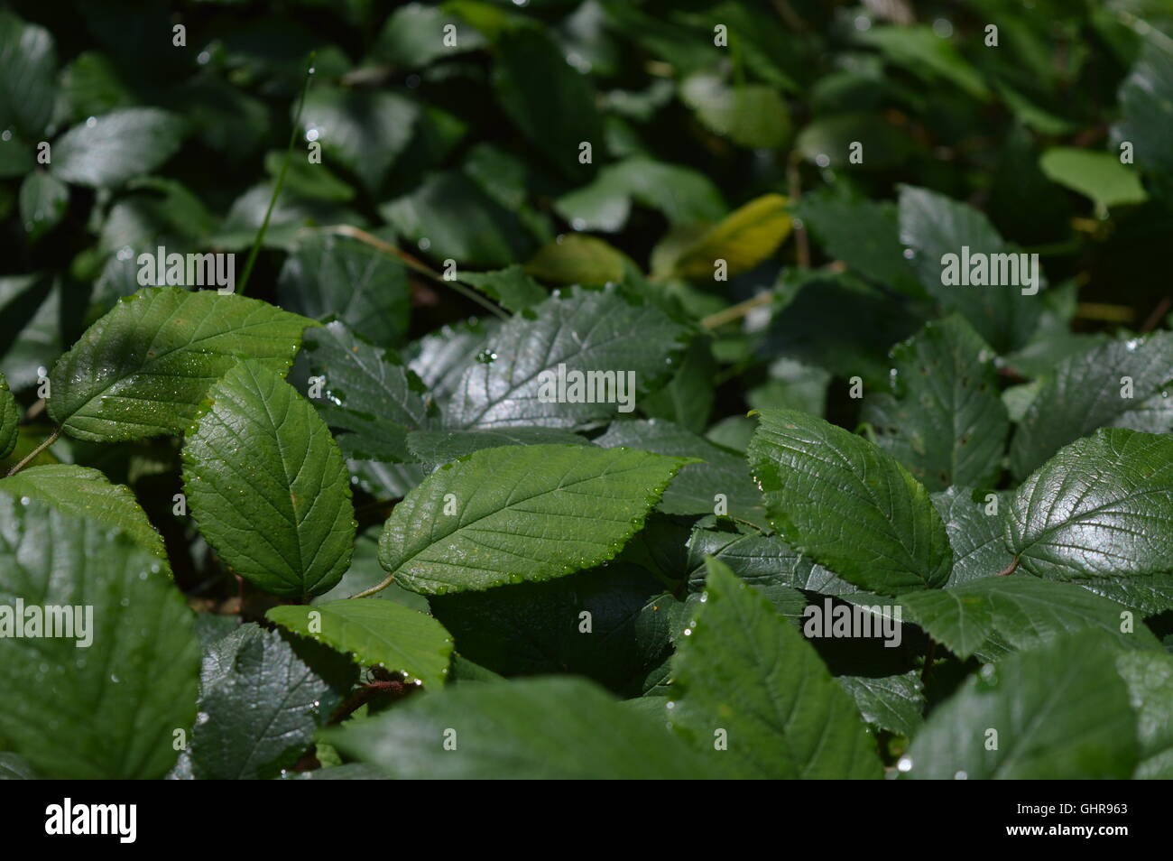 Canopy of green leaves hi-res stock photography and images - Alamy