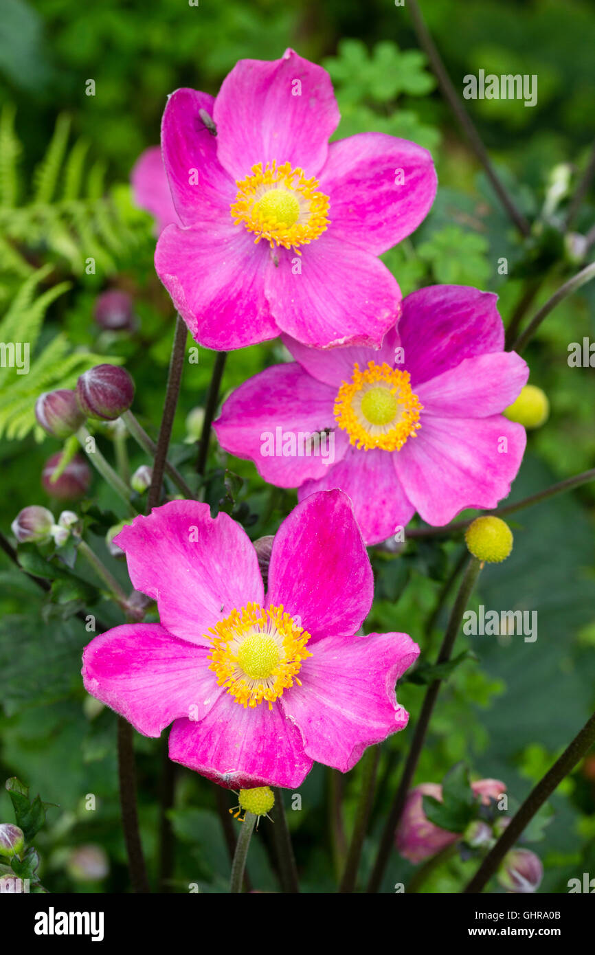 Single flower dwarf japanese anemone High Resolution Stock Photography ...