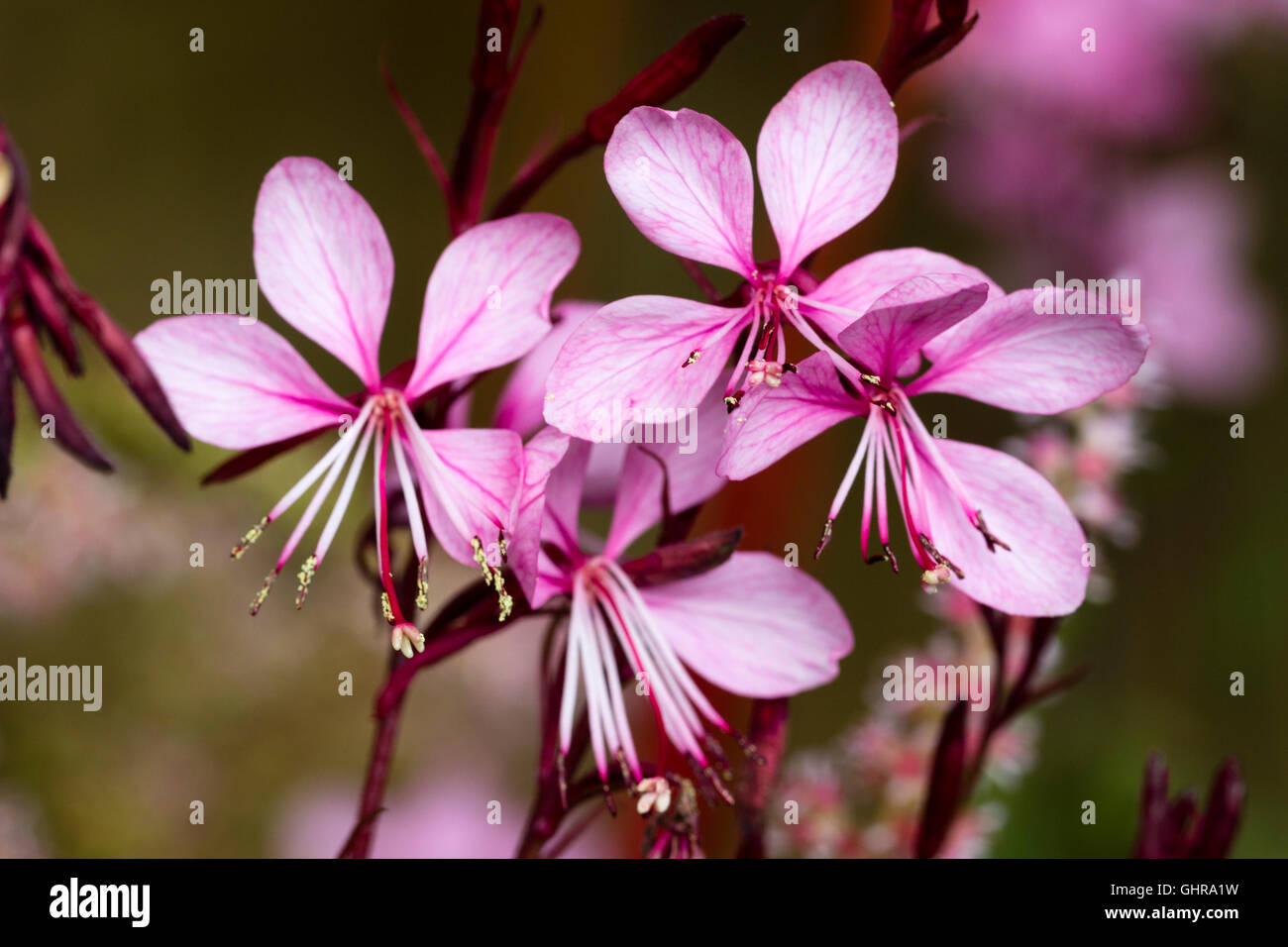 Close up of the flowers of the compact perennial, Gaura lindheimeri ...