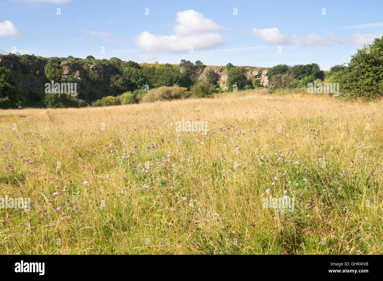 Wildflowers growing in Marsden Old Quarry Nature Reserve, Tyne and Wear ...