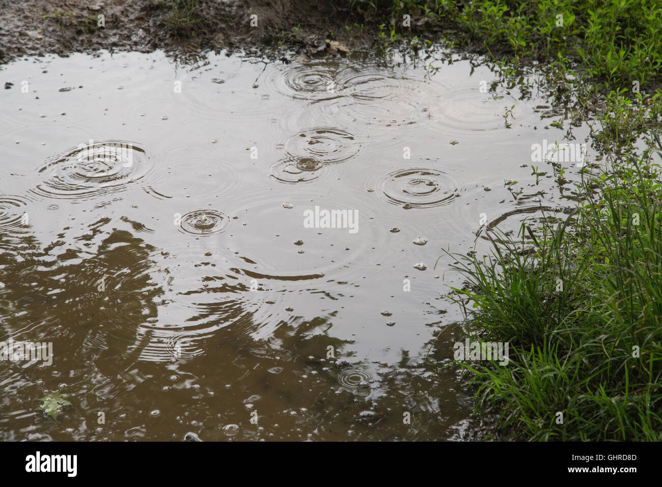 Raindrops splash in a puddle of water during a heavy shower of rain in ...