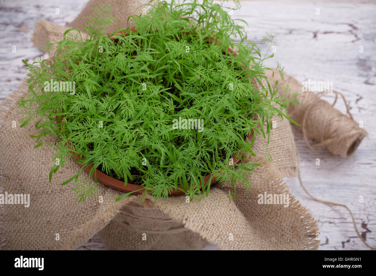 Baby dill sprouts in pot, mini garden at home Stock Photo - Alamy