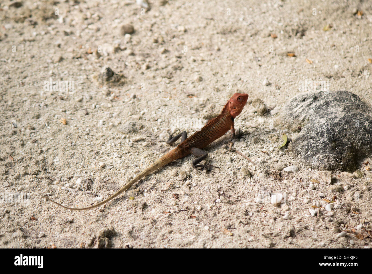 Lizard in Maldives Stock Photo - Alamy