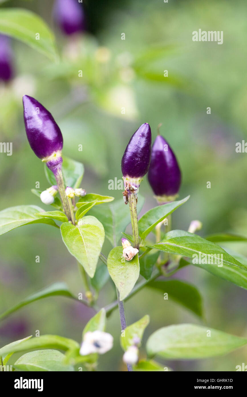 Capsicum annum NuMex Twilight. Colourful Chili Pepper fruits Stock ...