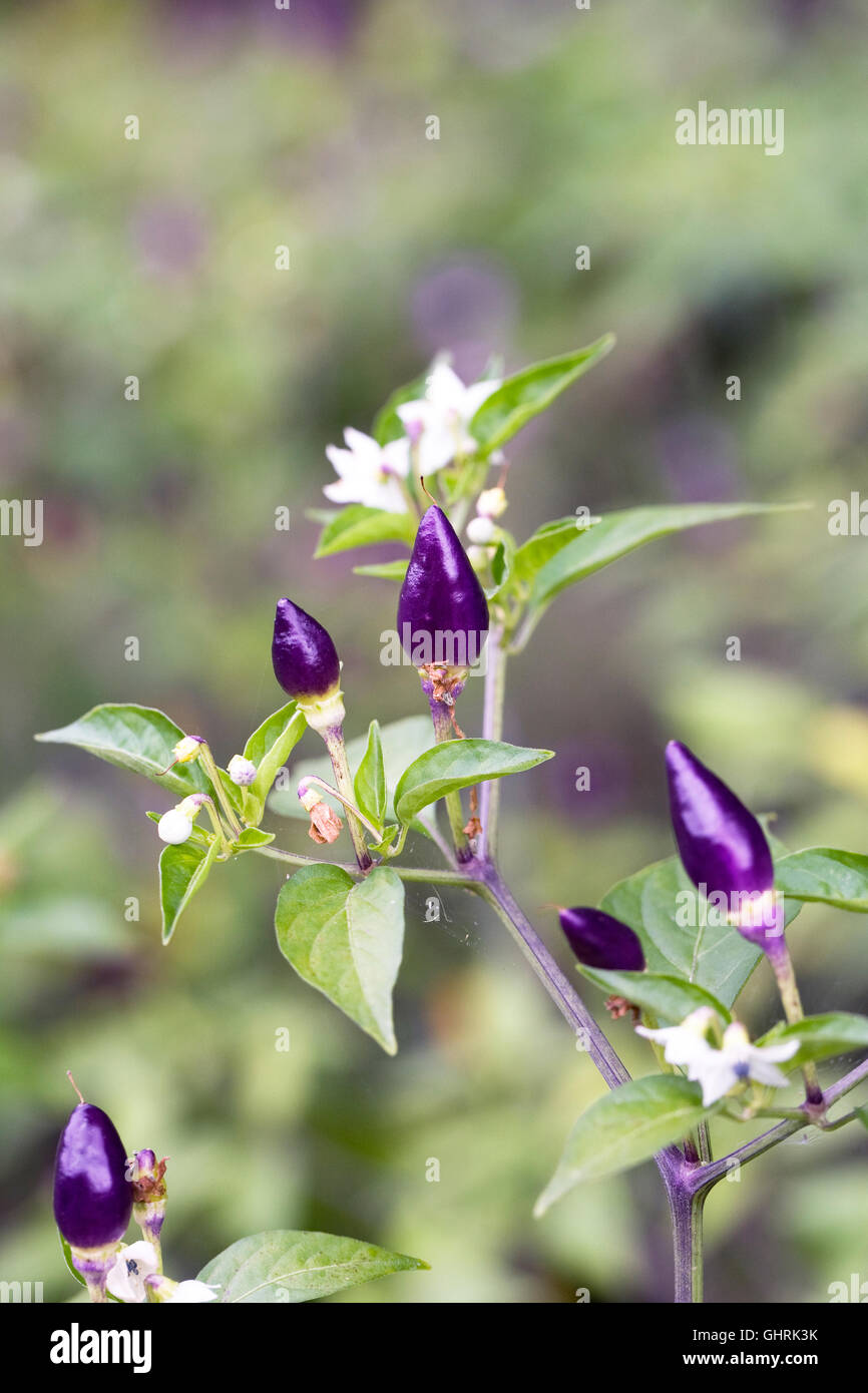 Capsicum annum NuMex Twilight. Colourful Chili Pepper fruits Stock ...