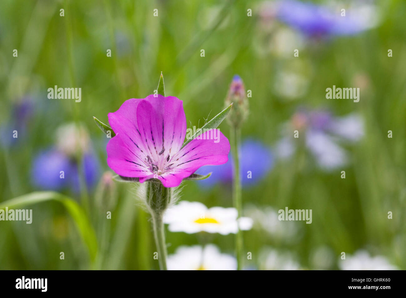 Agrostemma githago in a wildflower meadow. Corncockle flower Stock ...