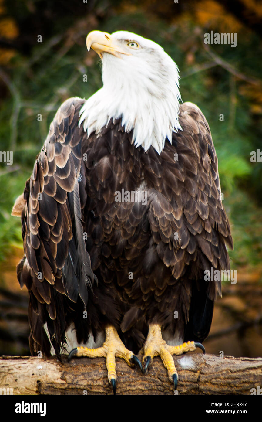 bald eagle looking up Stock Photo - Alamy