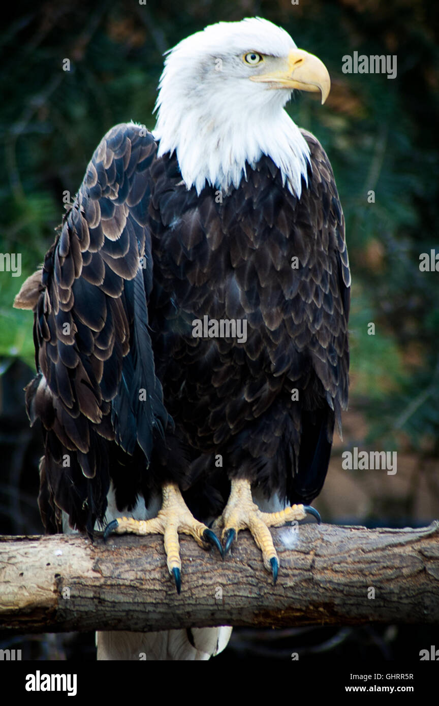 Bird sitting on log hi-res stock photography and images - Alamy