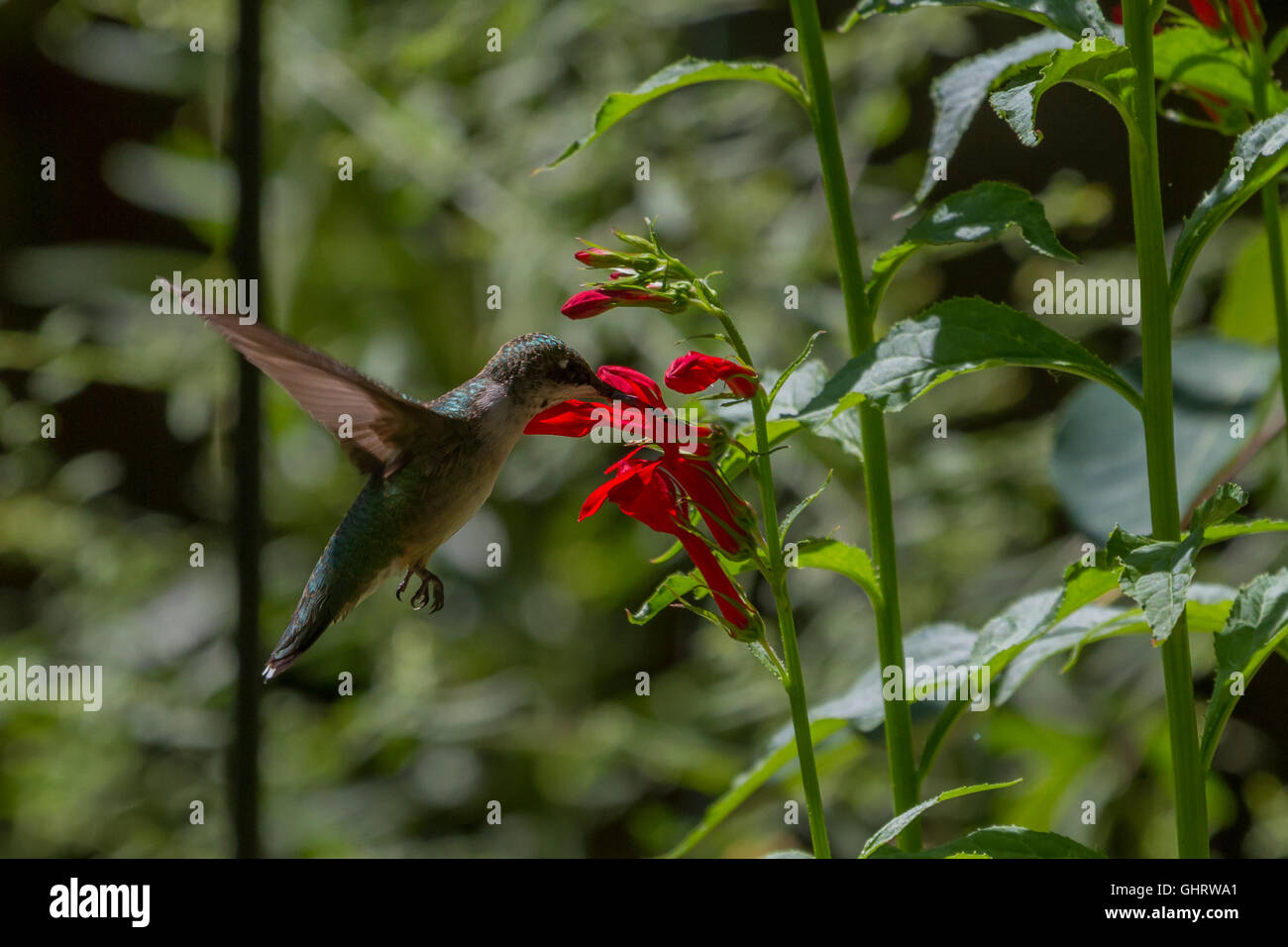 Ruby-throated Hummingbird feeding on the nectar of a cardinal flower ...