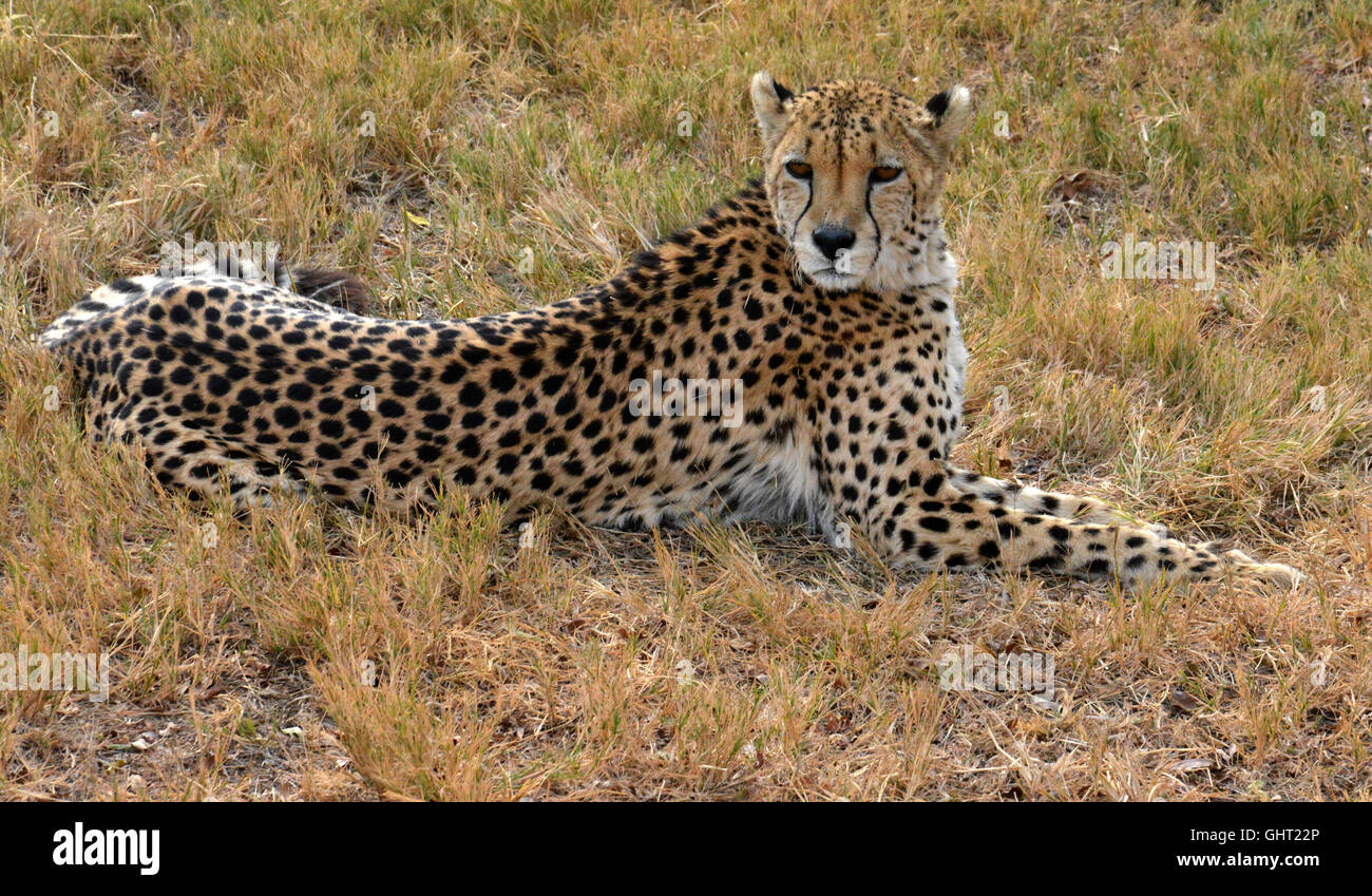 African Cheetah resting in nature, South Africa Stock Photo - Alamy