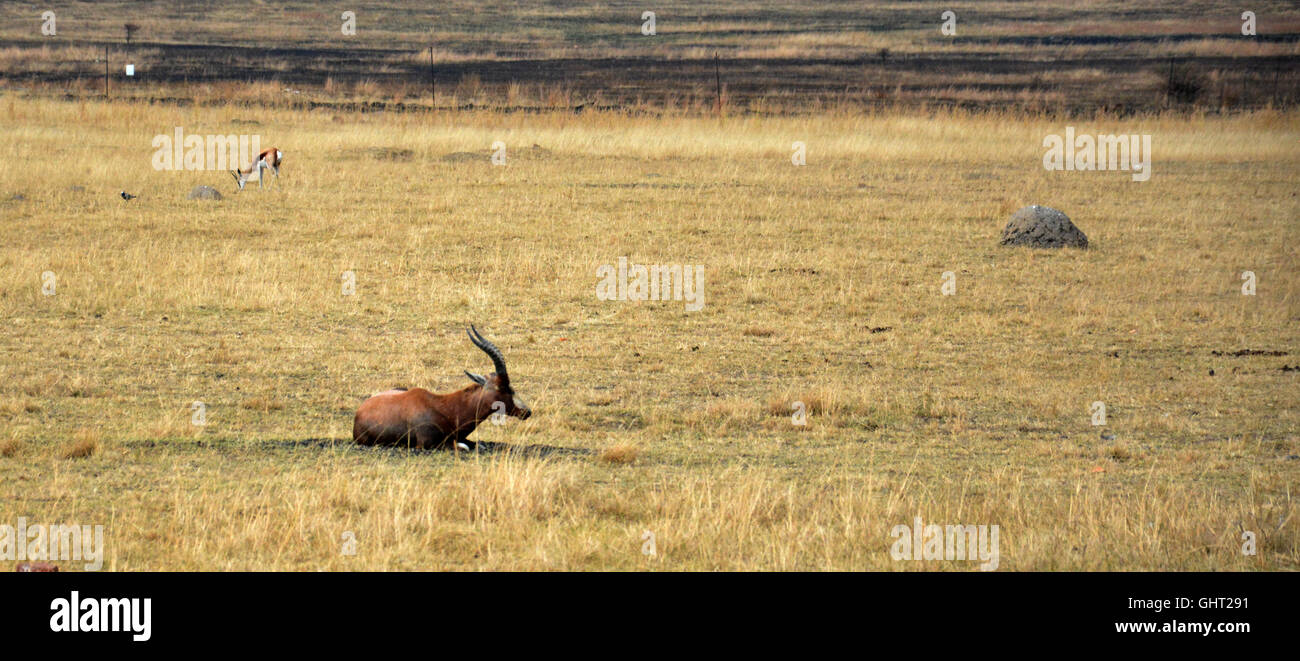 Impala antelope walking on the grass landscape Stock Photo - Alamy