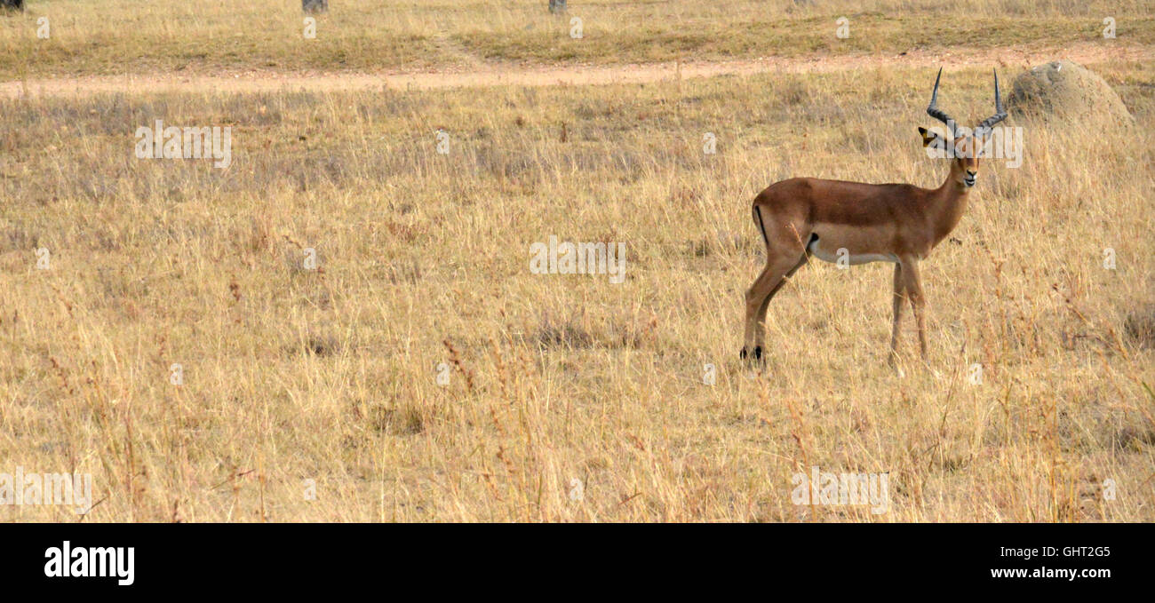 Impala antelope walking on the grass landscape Stock Photo - Alamy
