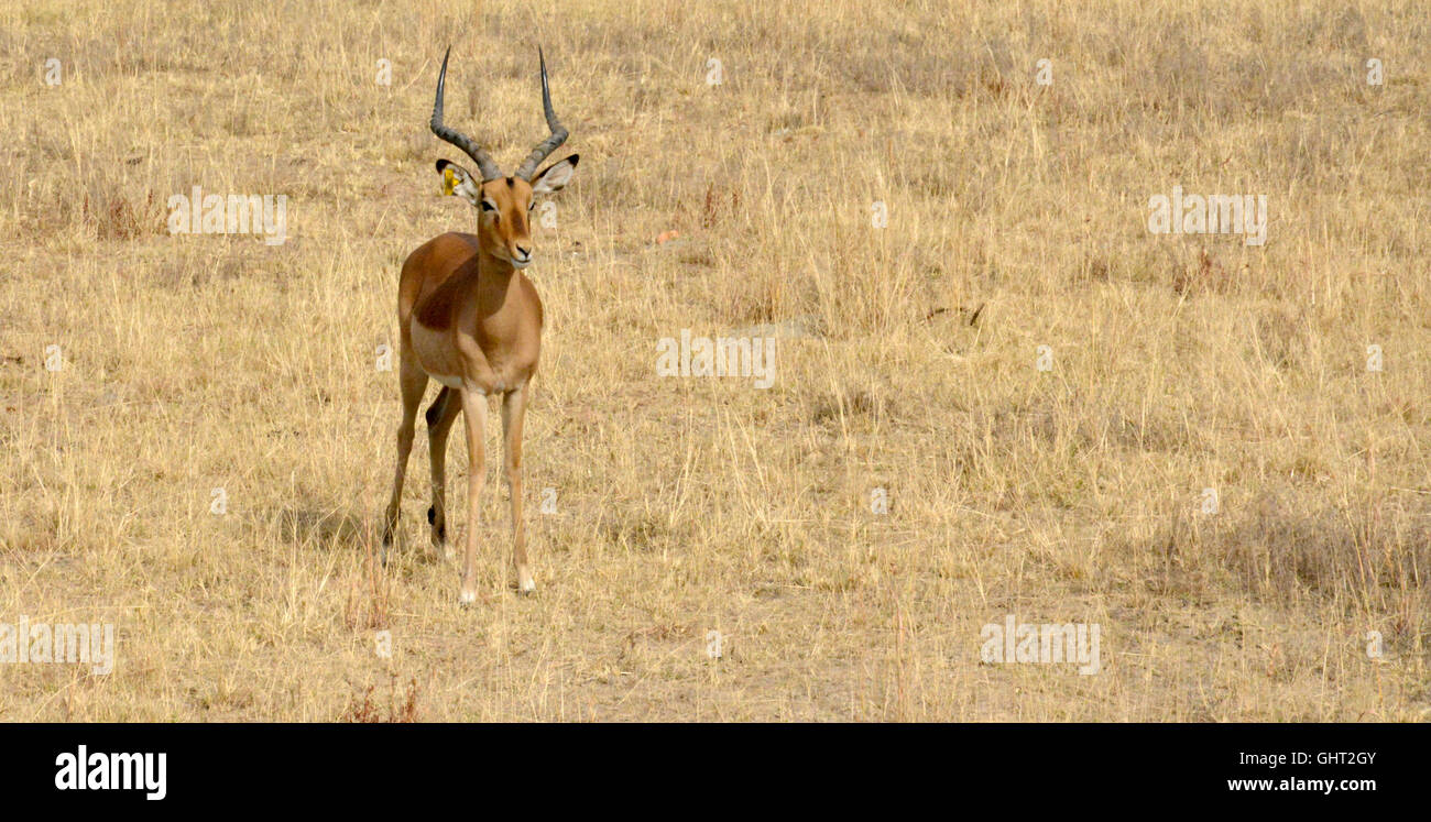 Impala antelope walking on the grass landscape Stock Photo - Alamy